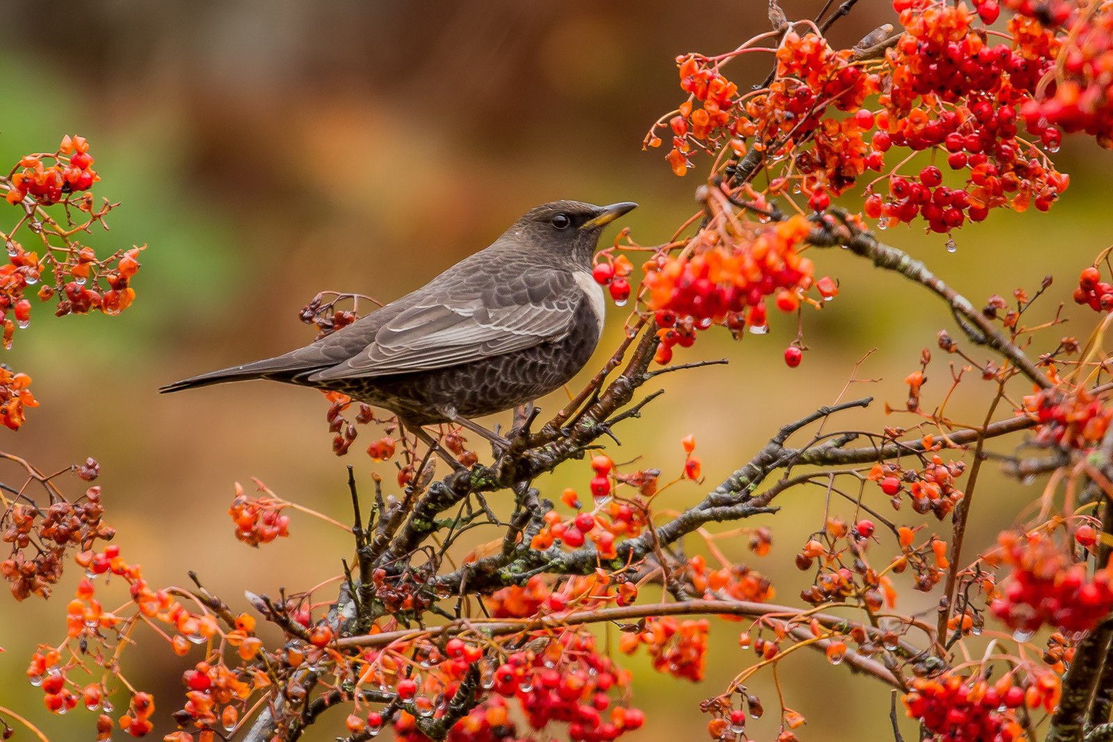 Birds | Elan Valley