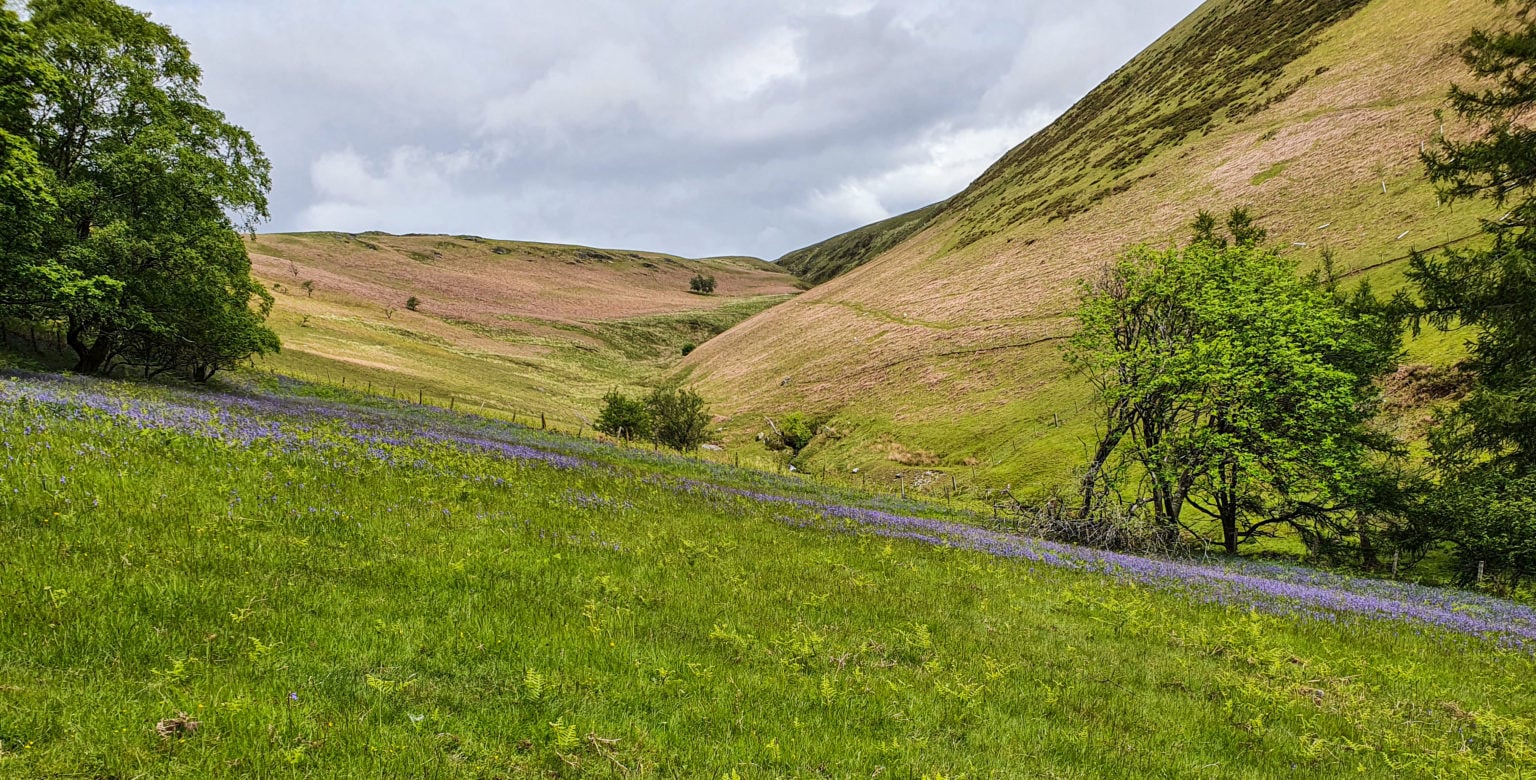 Ffridd | Elan Valley