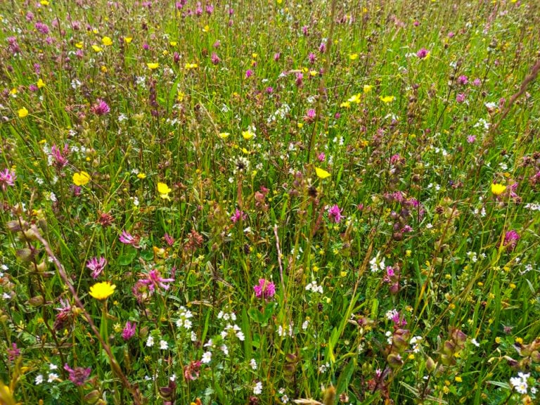 Elan Hay Meadows Update | Elan Valley