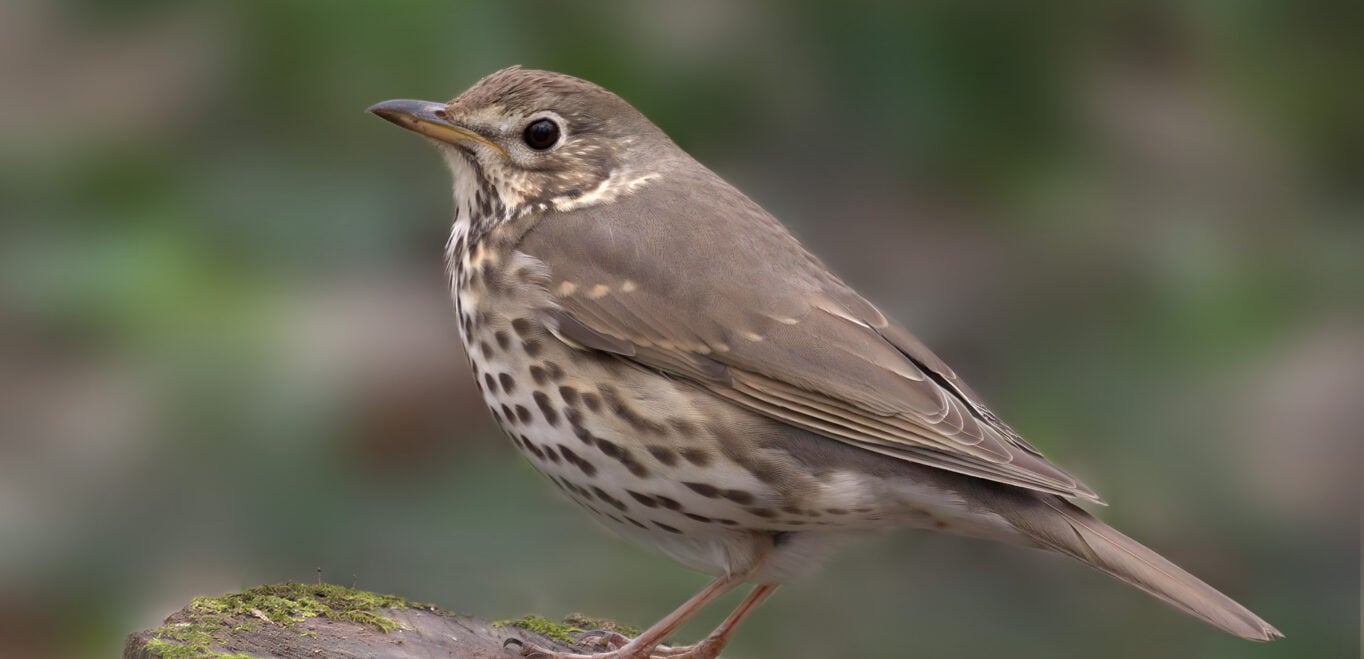 A Plethora of Thrushes | Elan Valley